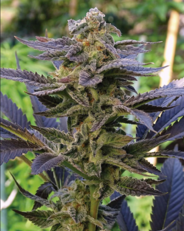 CAIPIROG FOTOPERIODICA FEM [PACK X5 SEMILLAS] [SILVER RIVER SEEDS] – LOYALTY GENETICS